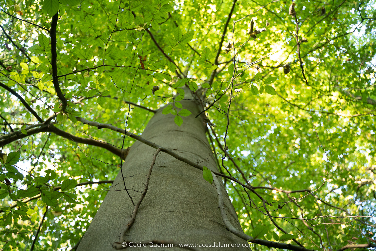 Forêt et arbres | Véronique Massard